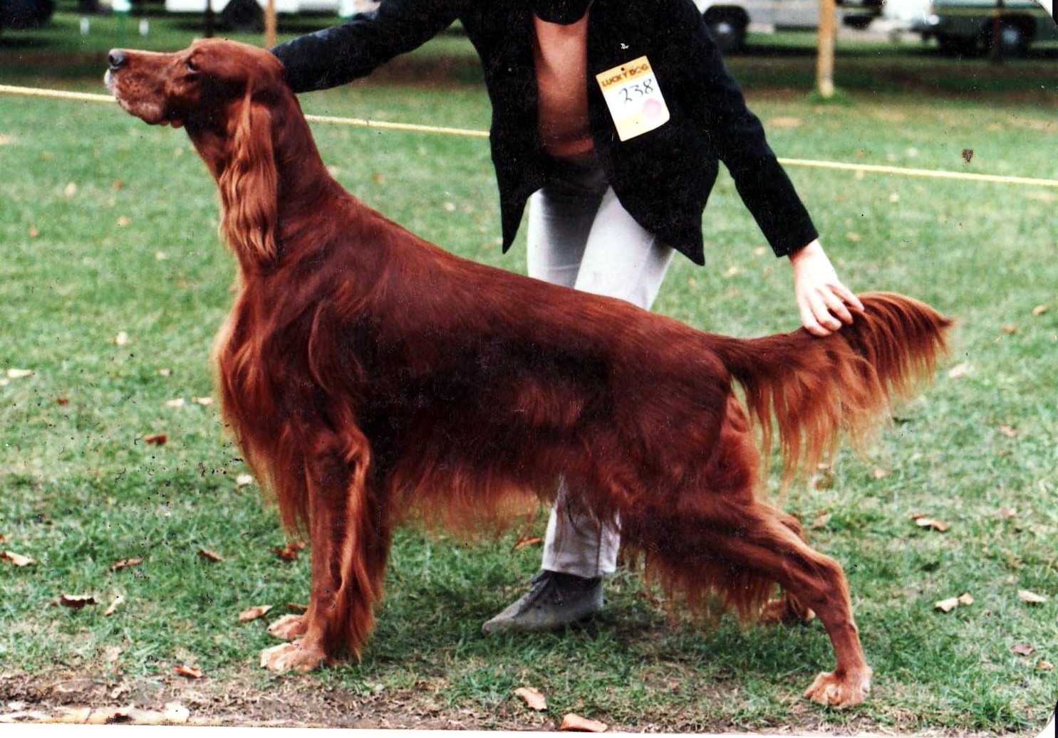 Aust Ch Tamaleigh Tamarind (Ty) | Irish Setters Australia