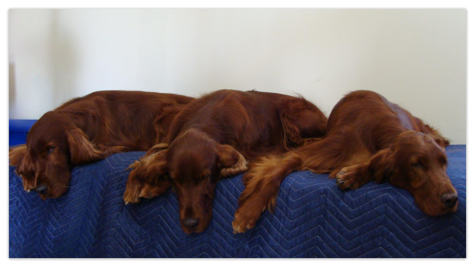 PHOTO OF THE WEEK As At 16 April 2023 Irish Setters Australia PHOTO OF THE WEEK As At 16 April 2023 Irish Setters Australia