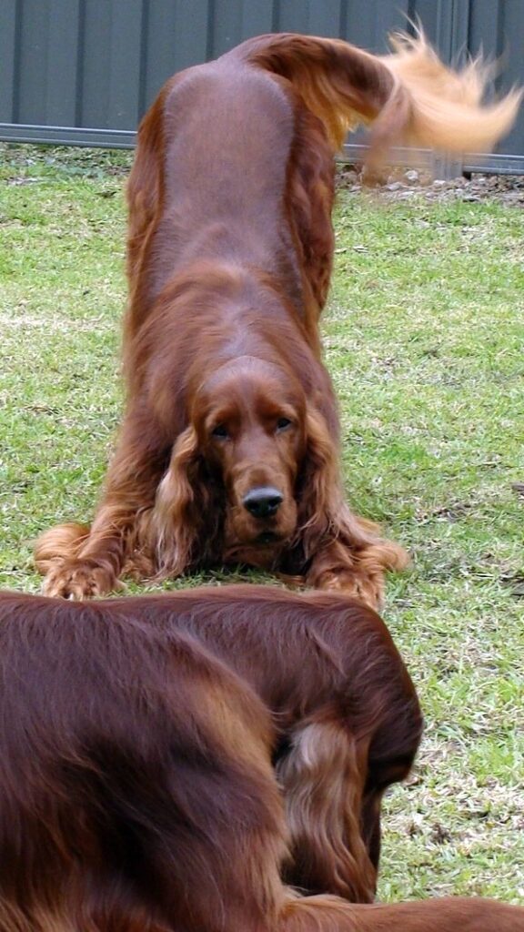 Irish Setter PHOTO OF THE WEEK as at 6 April 2025 | Irish Setters Australia
